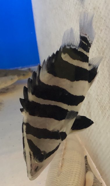 For Sale - Sumatra Datnoid | MonsterFishKeepers.com