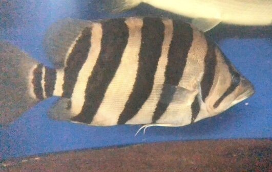 For Sale - Sumatra Datnoid | MonsterFishKeepers.com