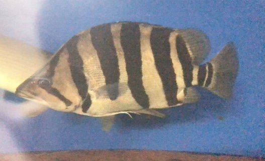For Sale - Sumatra Datnoid | MonsterFishKeepers.com