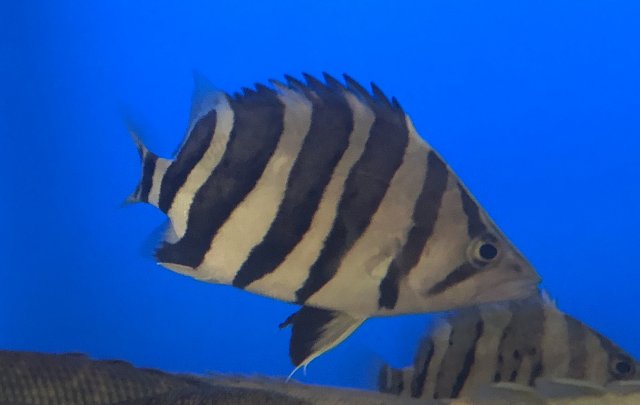 For Sale - Sumatra Datnoid | MonsterFishKeepers.com