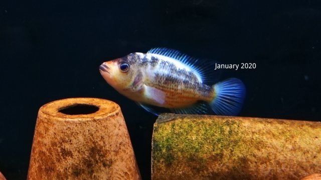 Red Dovii | MonsterFishKeepers.com