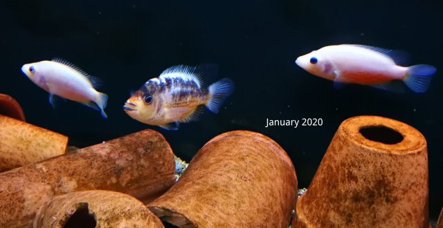 Red Dovii | MonsterFishKeepers.com