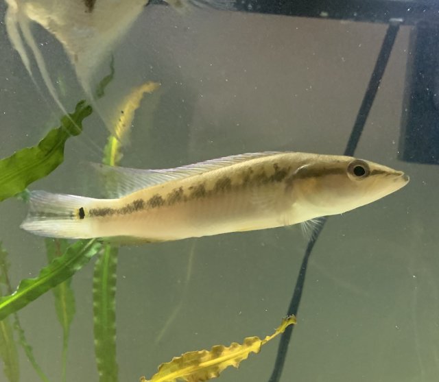 anyone know what type of pike cichlid this is? | MonsterFishKeepers.com