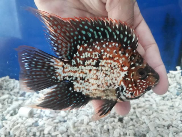 Short Body Red Texas Nuchal Hump? | MonsterFishKeepers.com