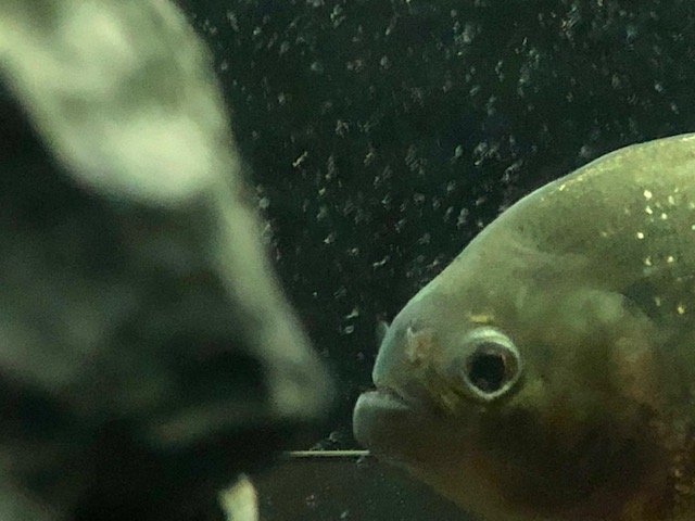 My Piranha fish tank | MonsterFishKeepers.com