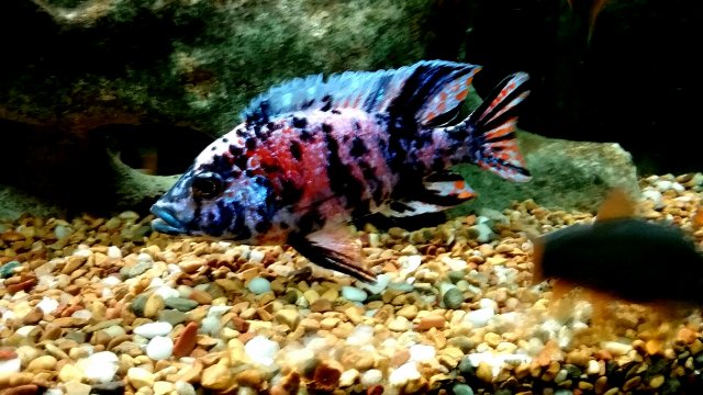 OB Peacock Cichlids breeding | MonsterFishKeepers.com