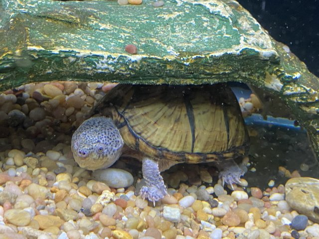 Razorback Musk Turtle