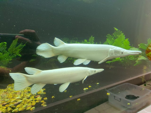 Can someone help me to identify the species of Gar here? Thanks ...