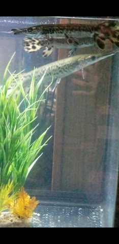 Temporary Gar pond build | MonsterFishKeepers.com