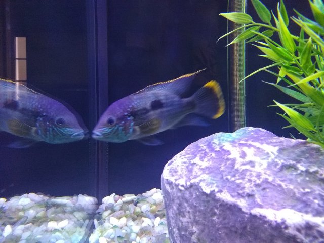 Gold Saum opinion | MonsterFishKeepers.com