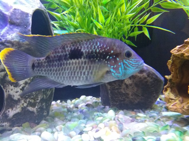 Gold Saum opinion | MonsterFishKeepers.com