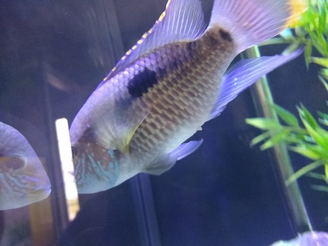 Gold Saum opinion | MonsterFishKeepers.com