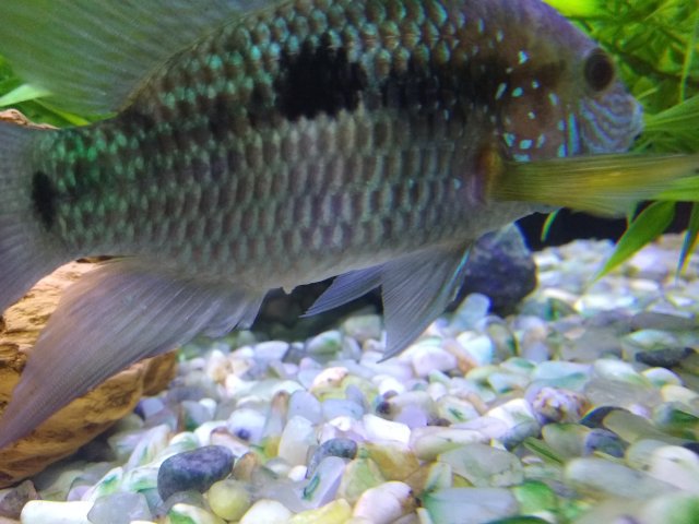 Gold Saum opinion | MonsterFishKeepers.com