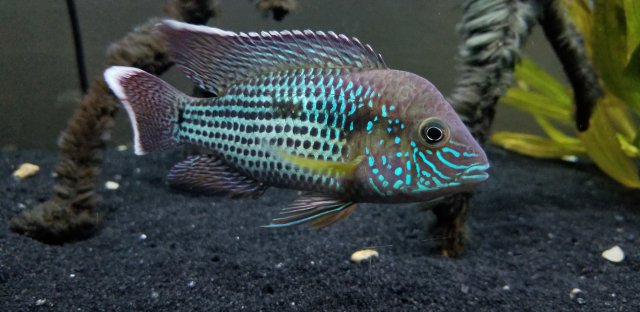 Gold Saum opinion | MonsterFishKeepers.com