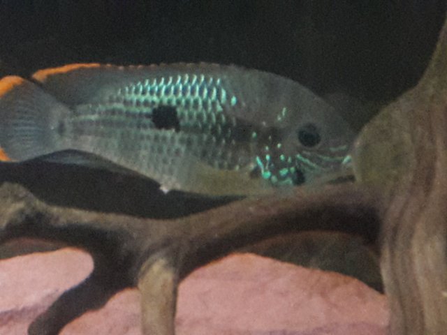 Gold Saum opinion | MonsterFishKeepers.com