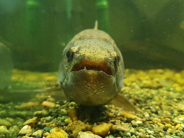 Hoplias australis??? | MonsterFishKeepers.com