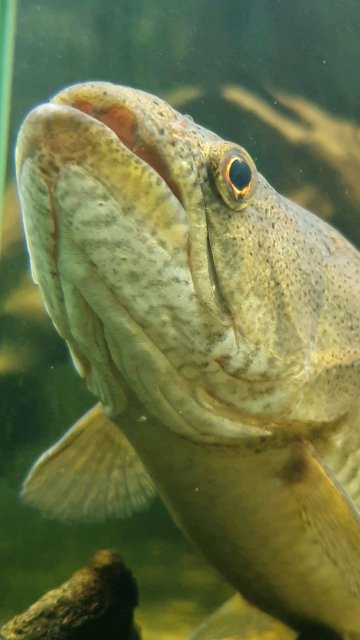 Hoplias australis??? | MonsterFishKeepers.com