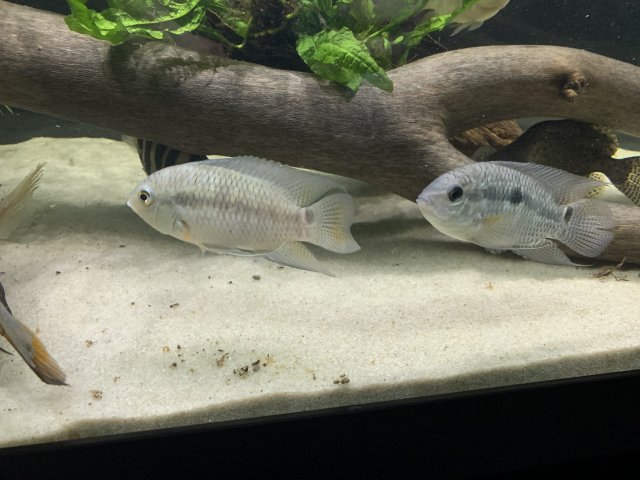 Black acara? | MonsterFishKeepers.com