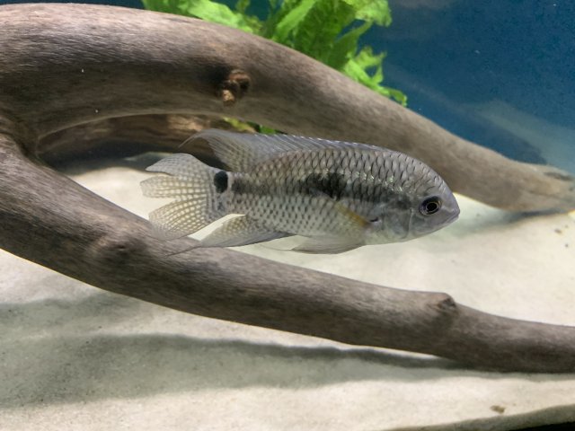 Black acara? | MonsterFishKeepers.com