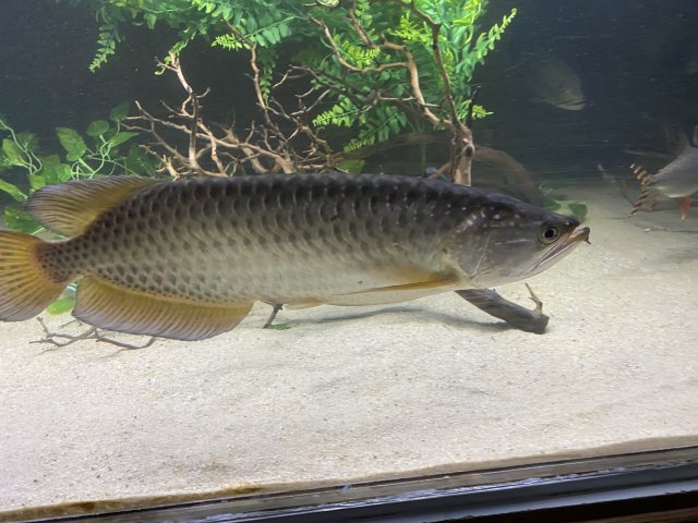 Aro ID | MonsterFishKeepers.com
