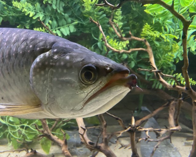 Aro ID | MonsterFishKeepers.com