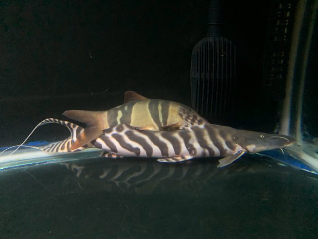 Tigrinus Catfish
