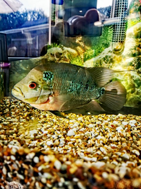Trimac | MonsterFishKeepers.com