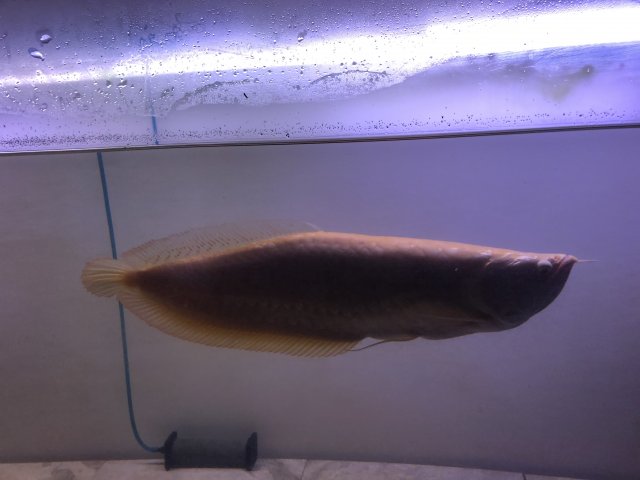 For Sale - Albino Aro | MonsterFishKeepers.com