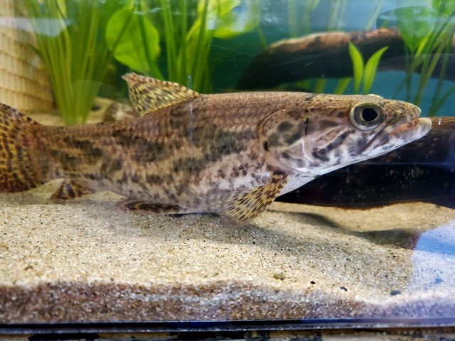 SHARE YOUR WOLF FISH 2020!!! | MonsterFishKeepers.com