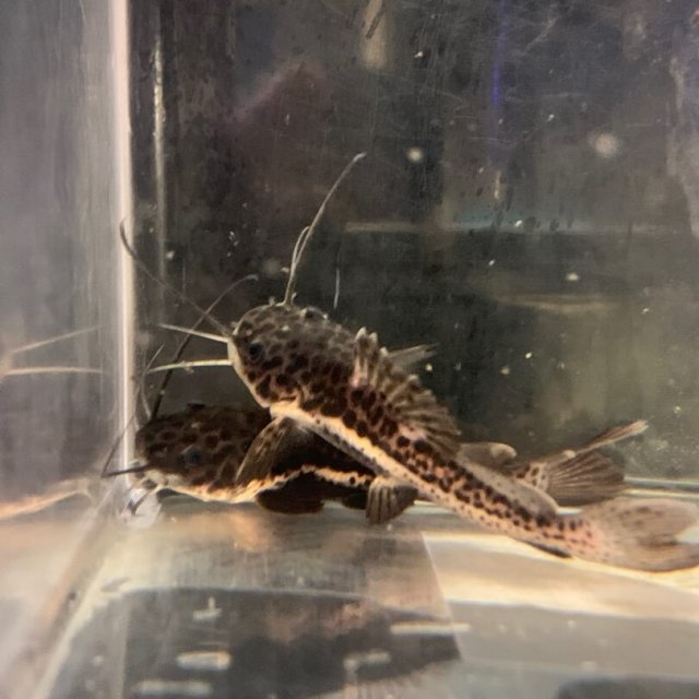 Red Tail Catfish Hybrid