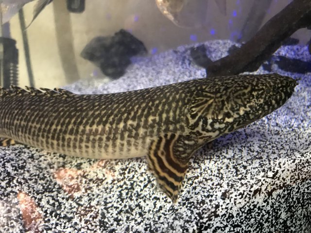 For Sale - Large Ornate Bichirs | MonsterFishKeepers.com