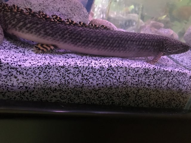 For Sale - Large Ornate Bichirs | MonsterFishKeepers.com