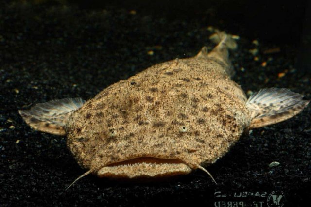 Want to Buy - ISO Pacman Catfish (Lophiosilurus alexandri ...