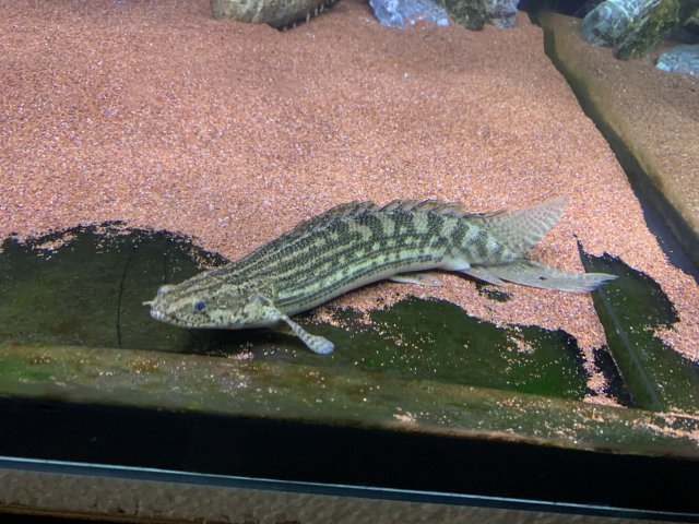 Polypterus Lapradei