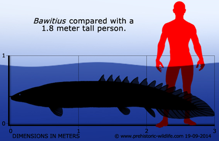 Dinosaur Eel Info