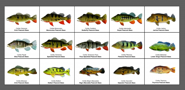Peacock Bass Species Chart