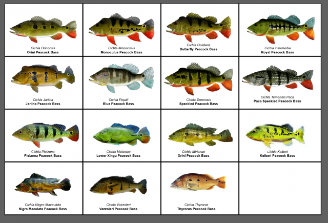 Peacock Bass Types Atelier Yuwaciaojp