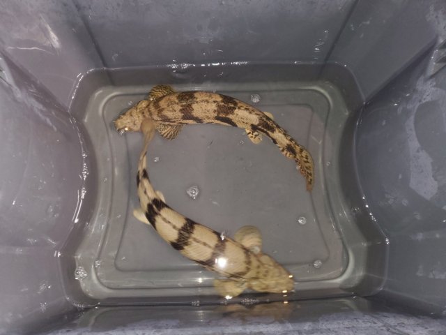 For Sale - 2x Endli Bichirs 16"-17" | MonsterFishKeepers.com