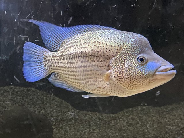 Dovii Update | MonsterFishKeepers.com