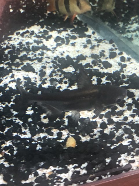 For Sale - Paroon shark | MonsterFishKeepers.com