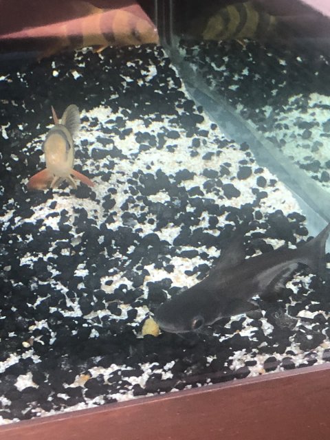 For Sale - Paroon shark | MonsterFishKeepers.com