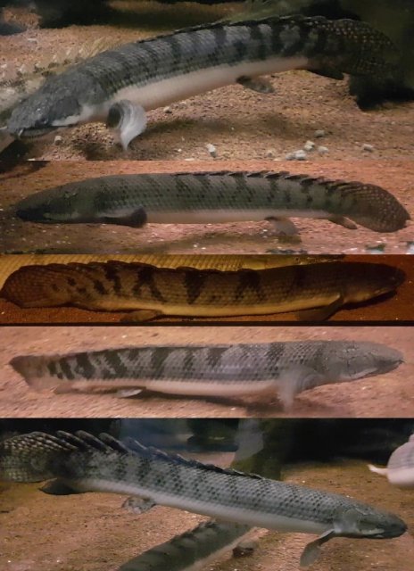 Polypterus Weeksii