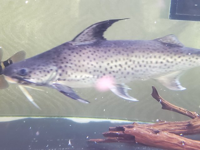 For Sale - Monster Lince Catfish | MonsterFishKeepers.com