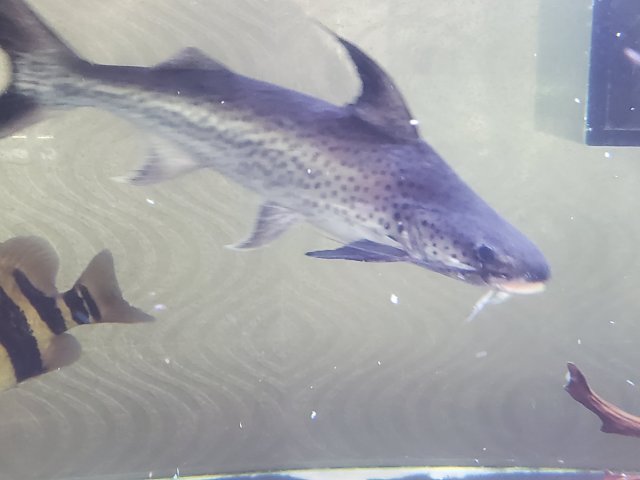 For Sale - Monster Lince Catfish | MonsterFishKeepers.com