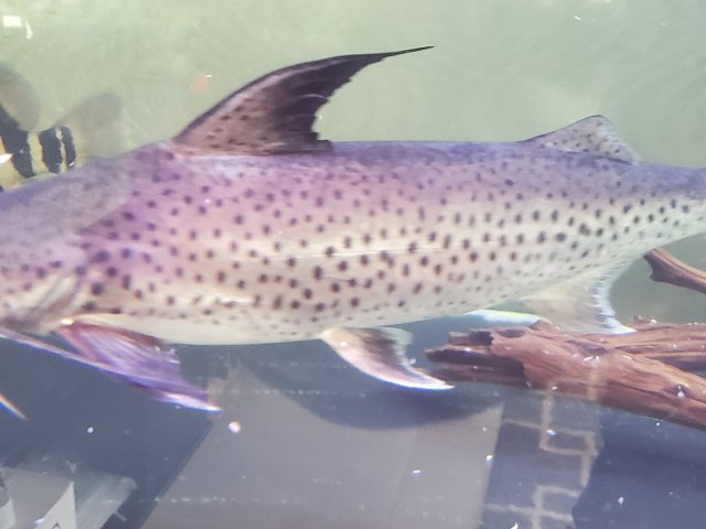 For Sale - Monster Lince Catfish | MonsterFishKeepers.com