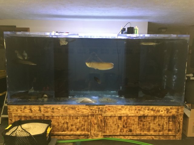 For Sale - 1200 Gallon Tank | MonsterFishKeepers.com