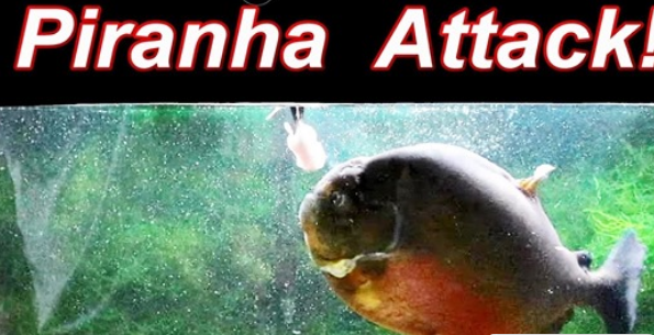 Piranha Fish Attack Video