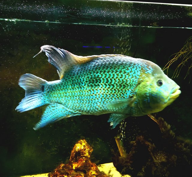 My UMBEE BRUTE | MonsterFishKeepers.com