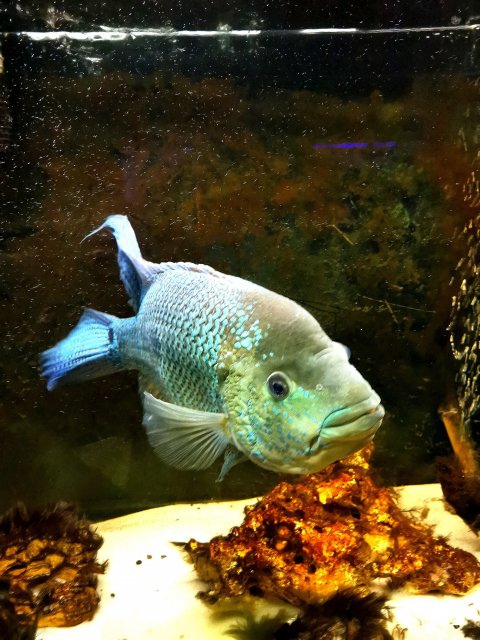 My UMBEE BRUTE | MonsterFishKeepers.com