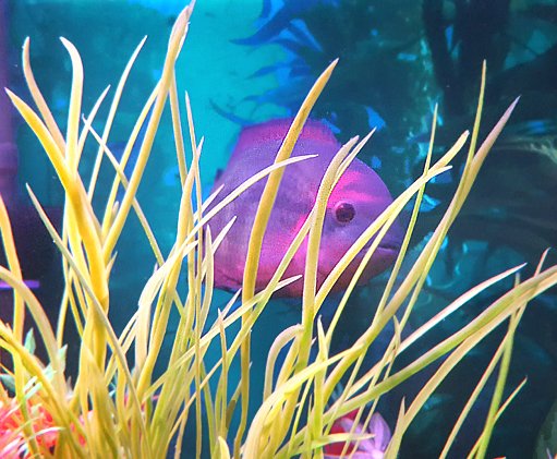 The Colorful world of Bobo the Chocolate Cichlid! | MonsterFishKeepers.com